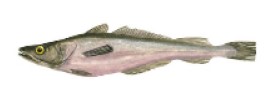 Tipos y propiedades de la merluza | Pescanova Fish Solutions ...